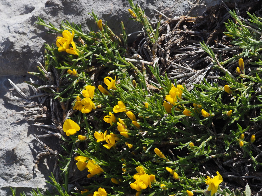 (Genista legionensis) - Botanical Realm