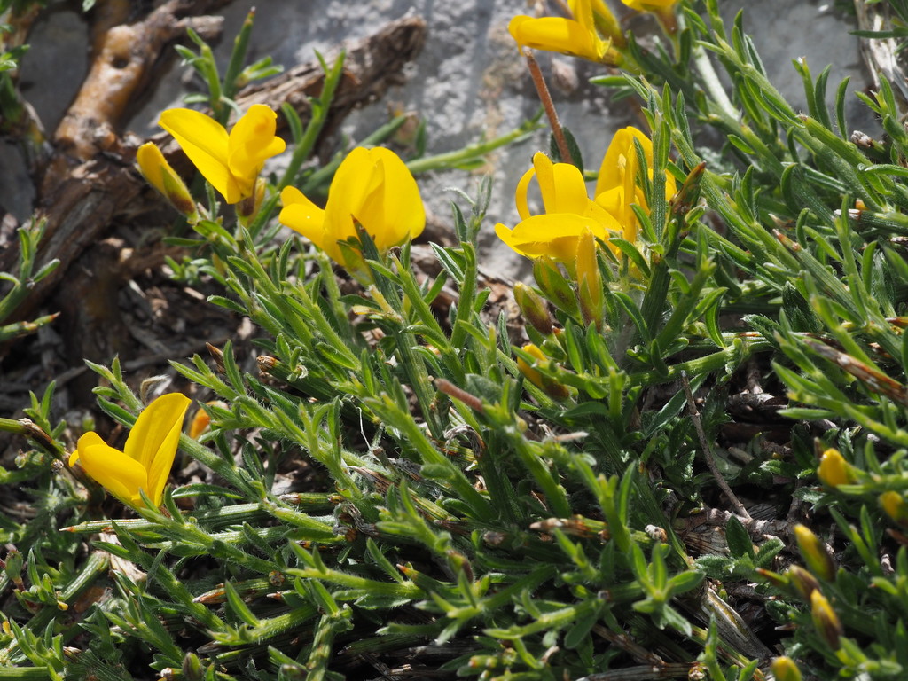 (Genista legionensis) - Botanical Realm