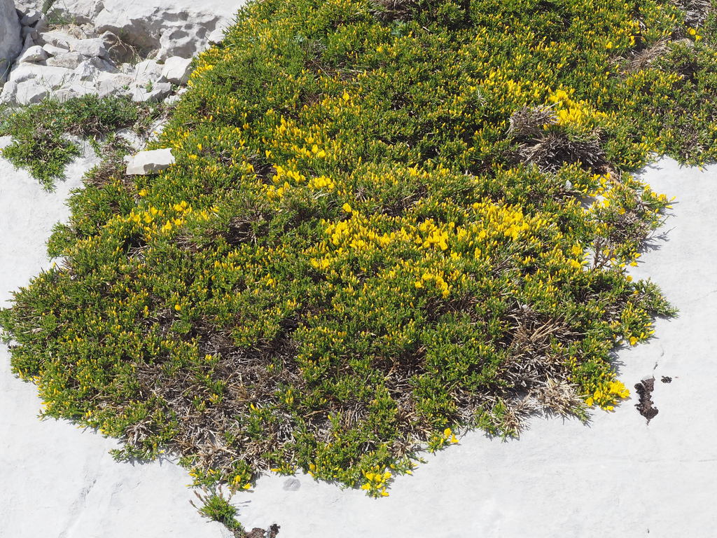 (Genista legionensis) - Botanical Realm