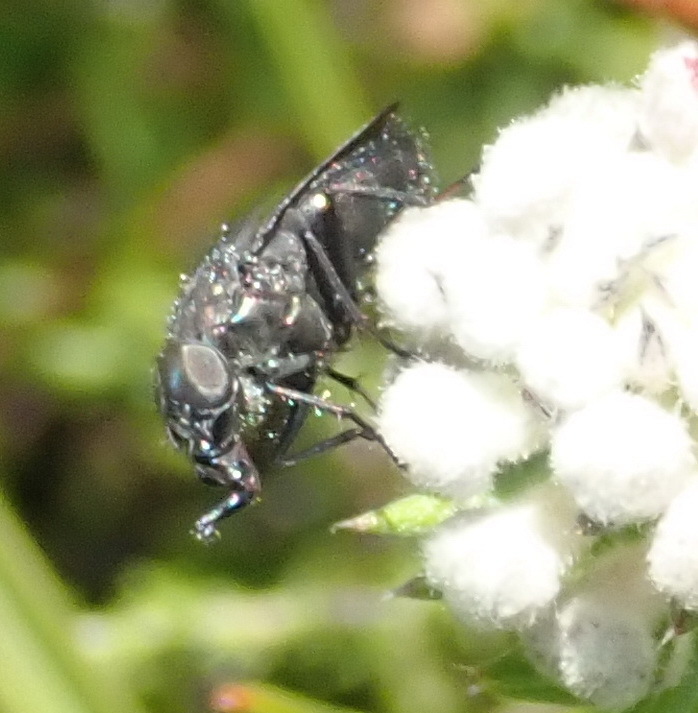 Cosmina from De Groote Kosyn, South Cape DC, South Africa on February 8 ...