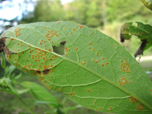 Coleosporium carpesii · iNaturalist