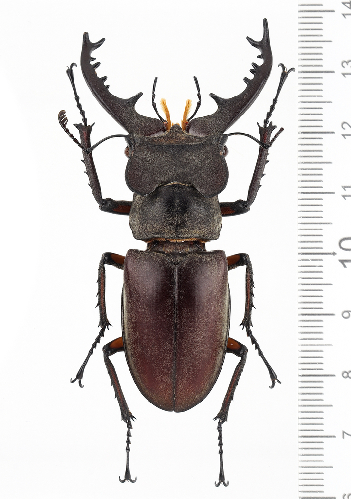 Lucanus dybowski dybowski from Sunzhazi Huangdianzi Village No.21 ...