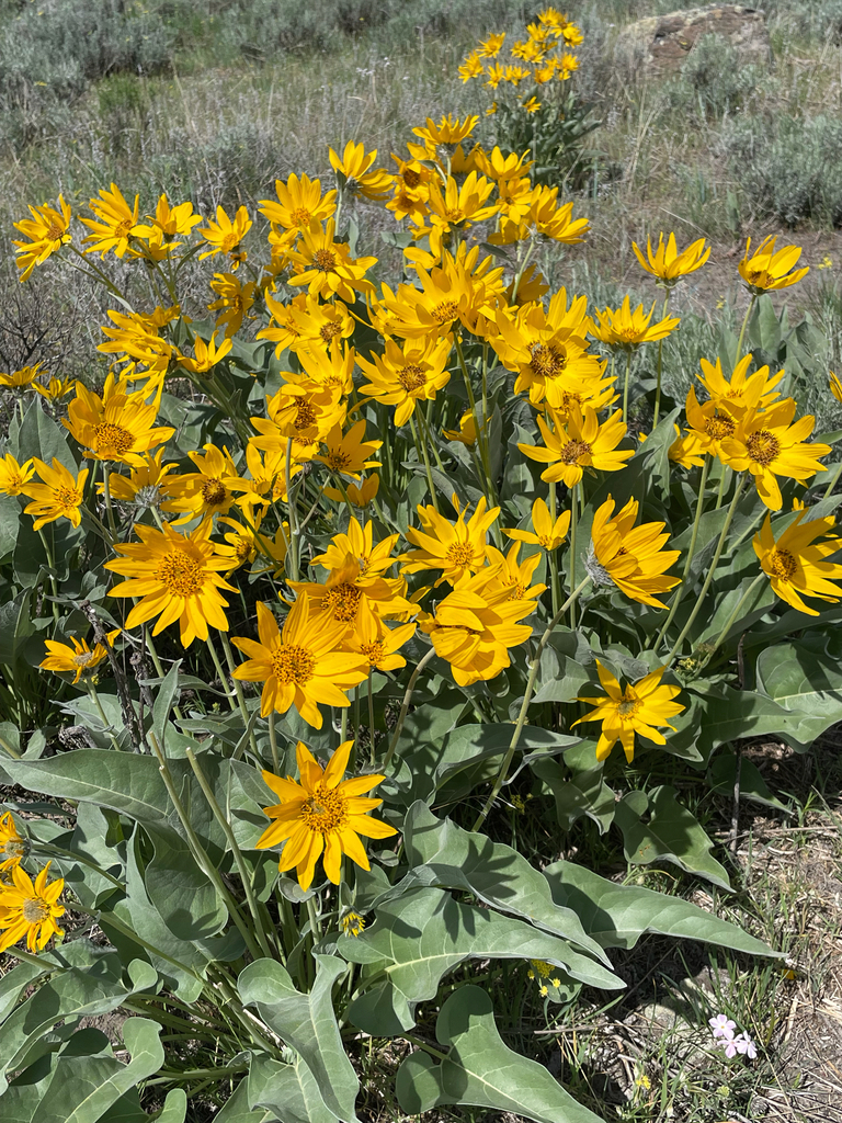 arrowleaf balsamroot from US-20 W, Saint Anthony, ID, US on May 27 ...
