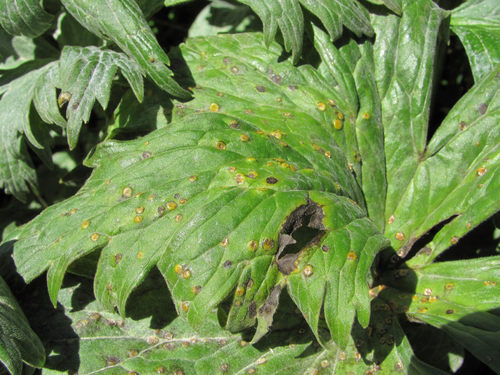 Puccinia actaeae-elymi · iNaturalist