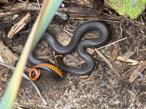 ring-necked snake (Diadophis punctatus) - Snakes and Lizards