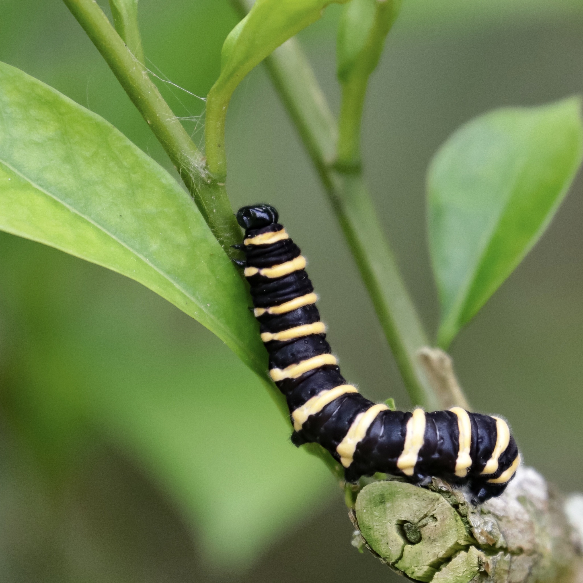 STRI Research Portal Detailed Collection Record Information