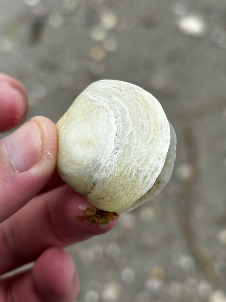 Common Jingle from North Atlantic Ocean, West Haven, CT, US on March 6 ...