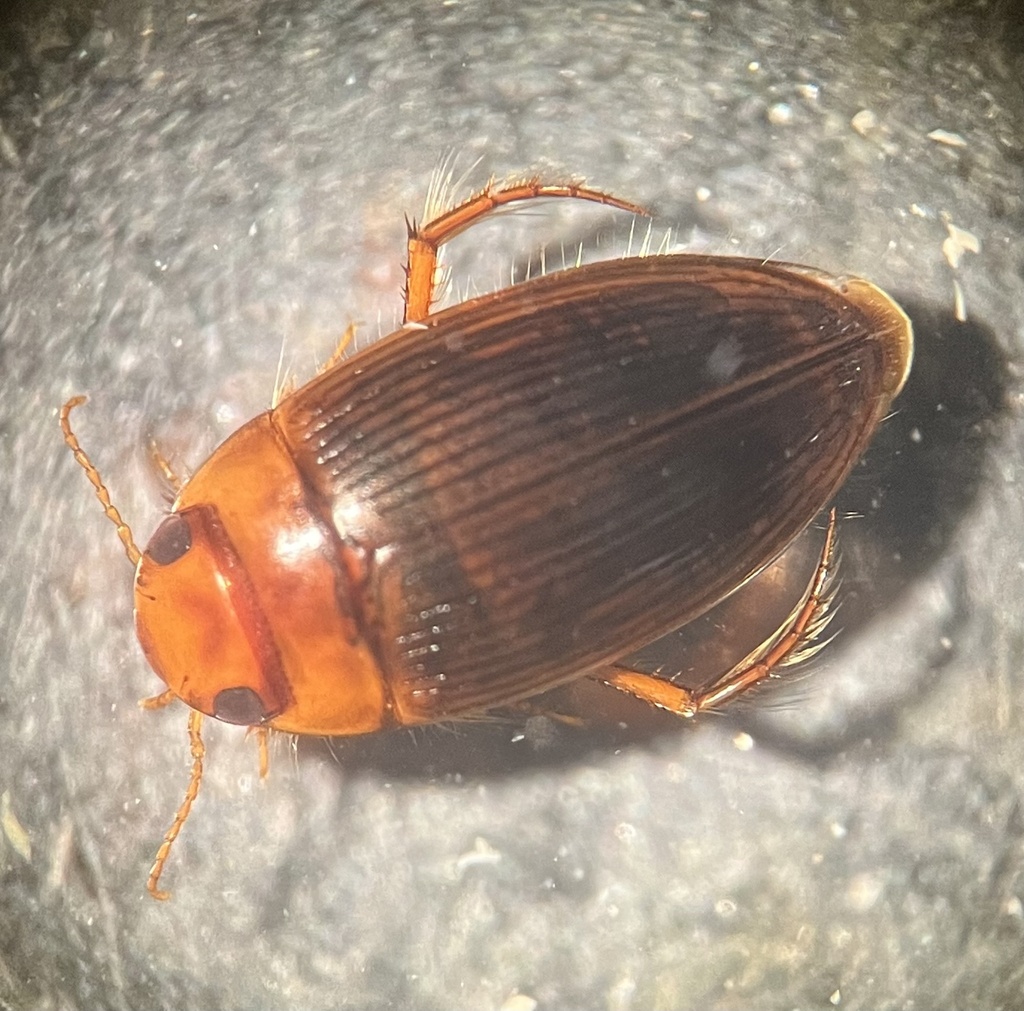 Copelatus glyphicus from S Smokehouse Trail, Fayetteville, AR, US on ...