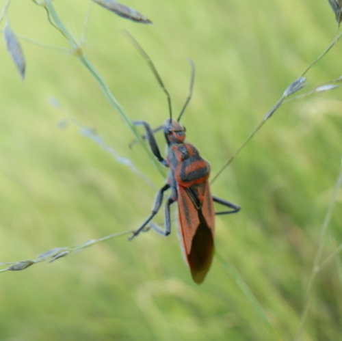 Genus Coranopsis · iNaturalist