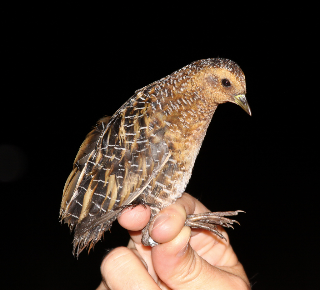 Yellow Rail (Birds of Colorado) · iNaturalist