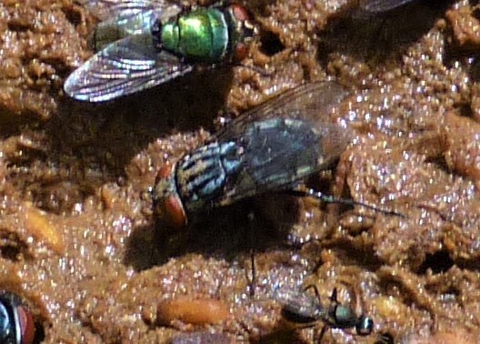 Calyptrate Flies from Clube Guarani on February 25, 2020 at 10:12 AM by ...