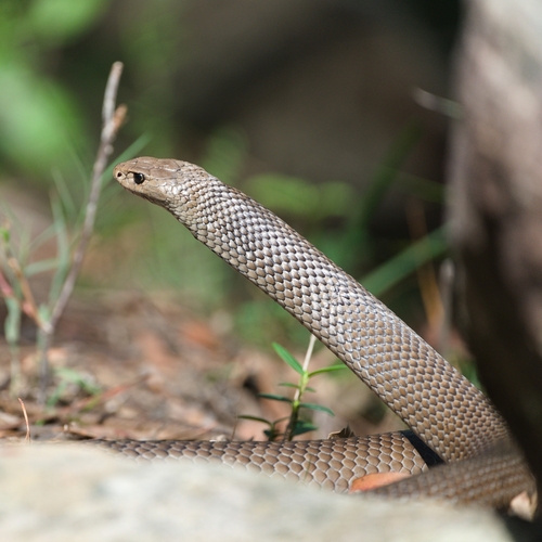 Elapid Snakes (Elapidae) - Snakes and Lizards