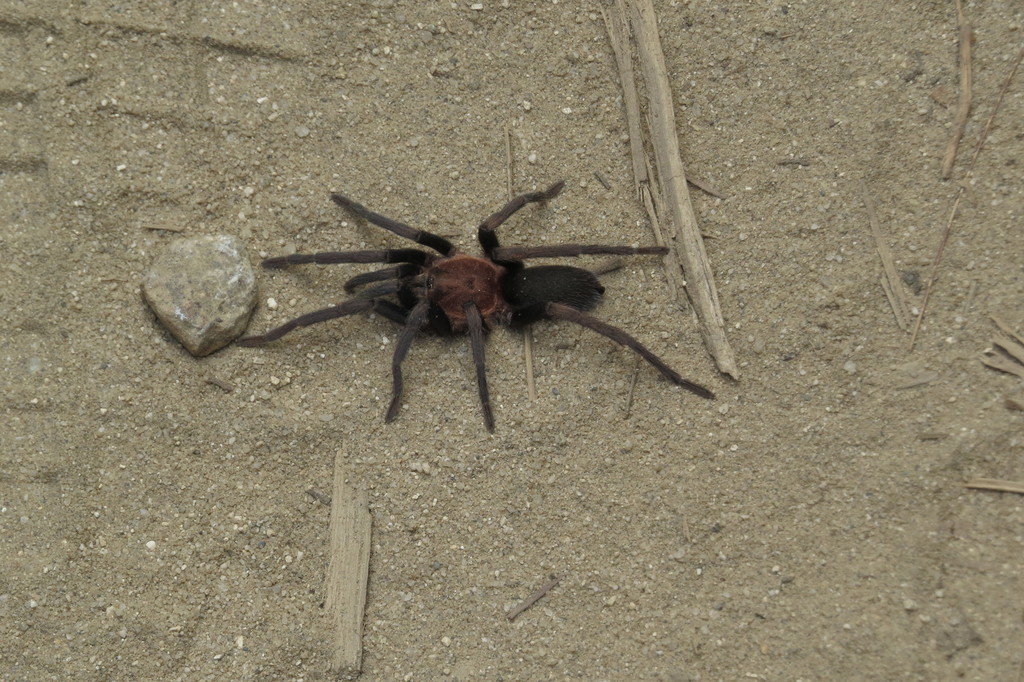 Holothele (Tarantula guide of the World) · iNaturalist