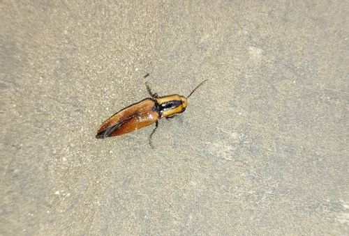 Genus Podonema · iNaturalist