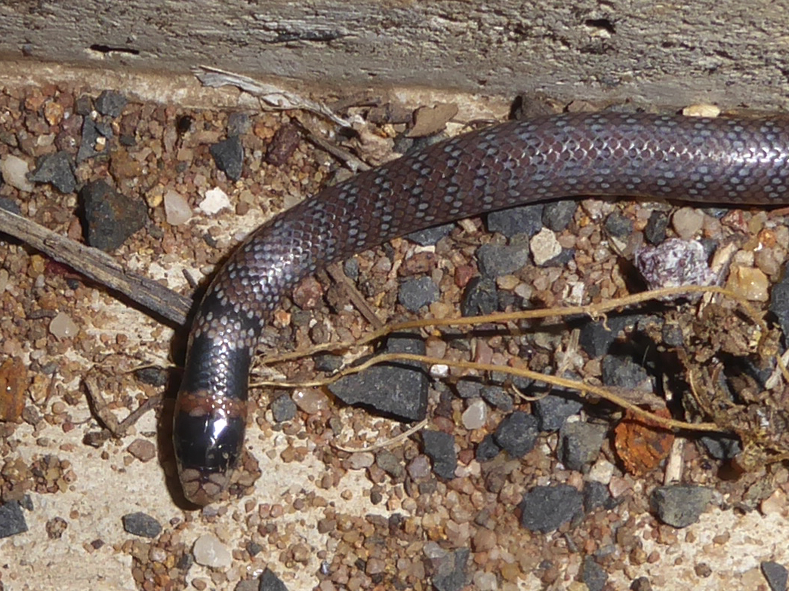 Brachyurophis australis (Krefft, 1864)