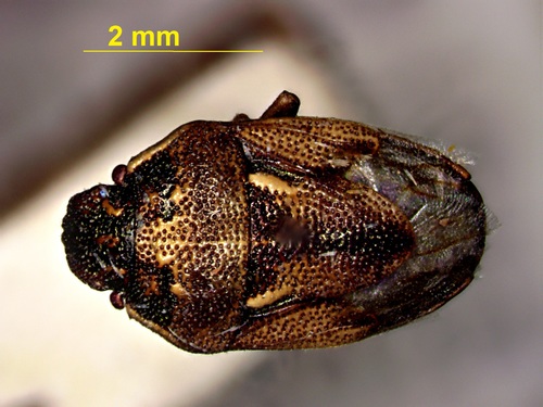 Neottiglossa sulcifrons · NaturaLista Colombia