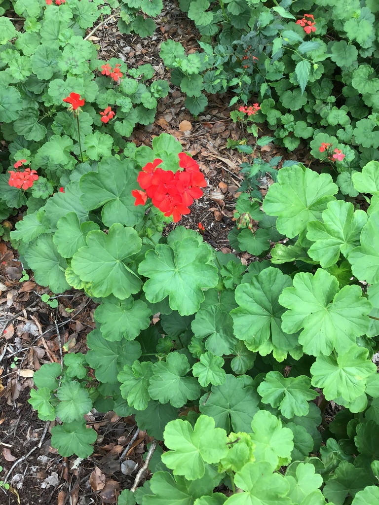 garden geranium (Pelargonium × hybridum) - Botanical Realm