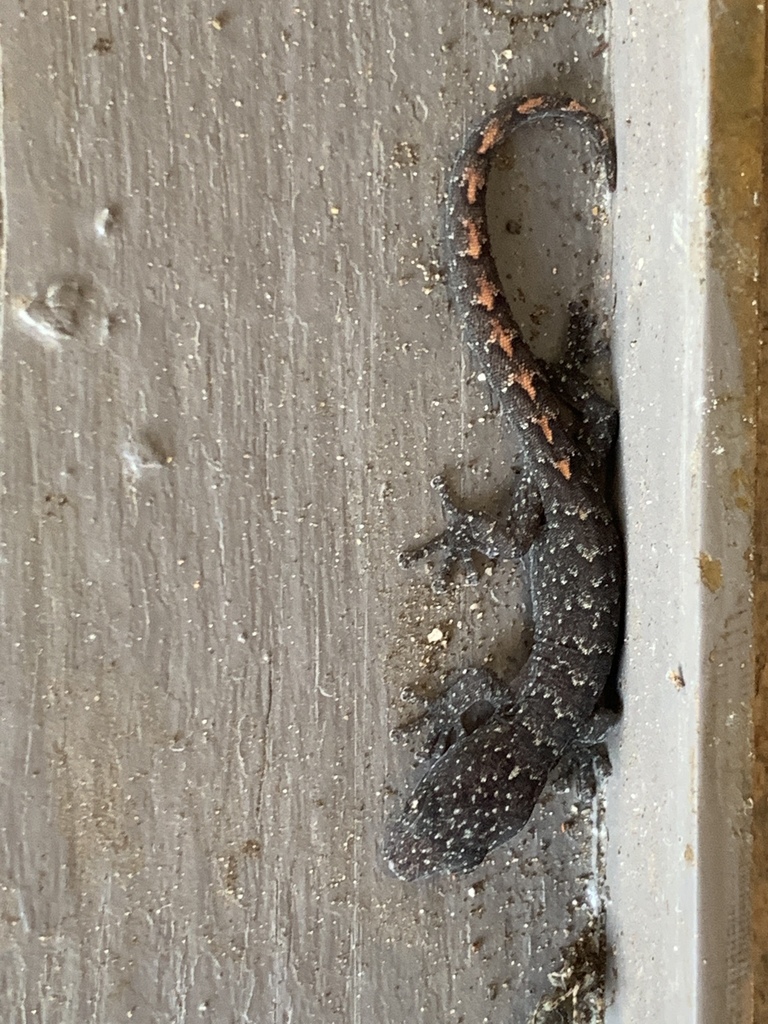 Southern Marbled Gecko from Albany Highway, Mount Barker, WA, AU on ...