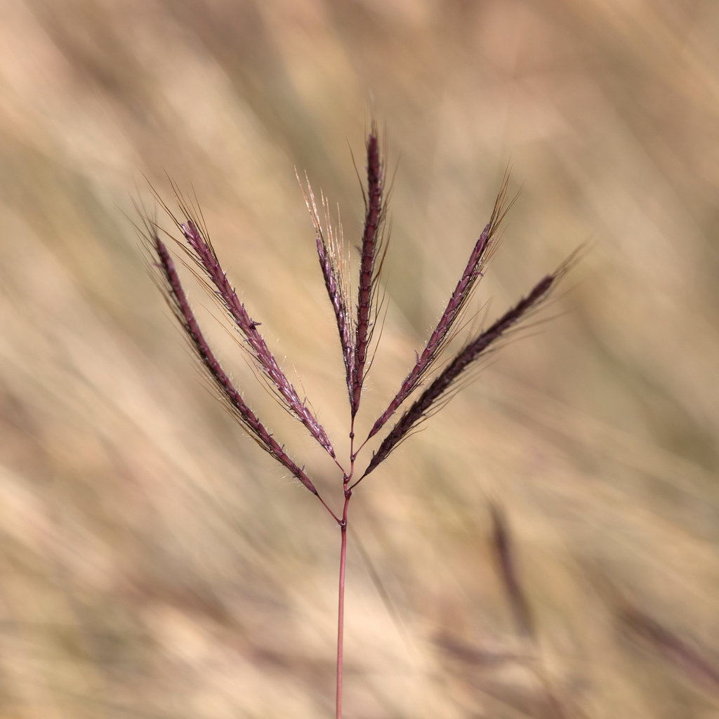 Desert Blue Grass (Plants of Central Queensland) · iNaturalist