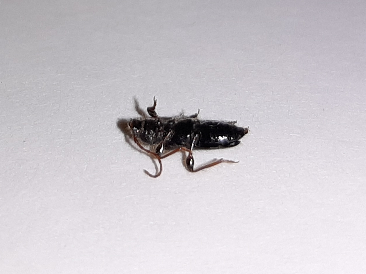 Phymatodes nitidus LeConte, 1874