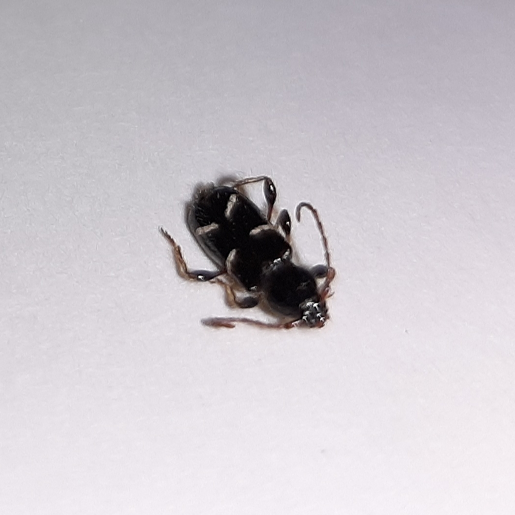 Phymatodes nitidus LeConte, 1874