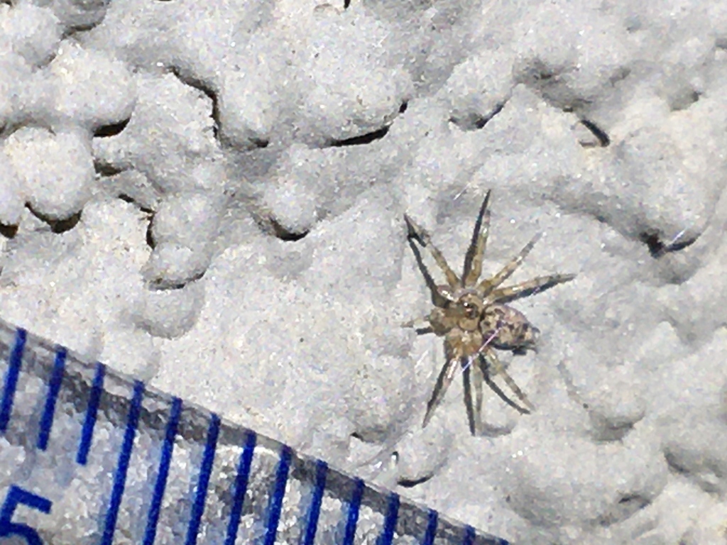 Wall Spiders in February 2020 by John F. Green · iNaturalist