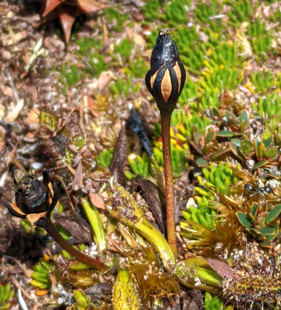 Drosera arcturi from Middlesex TAS 7306, Australia on February 17, 2020 ...