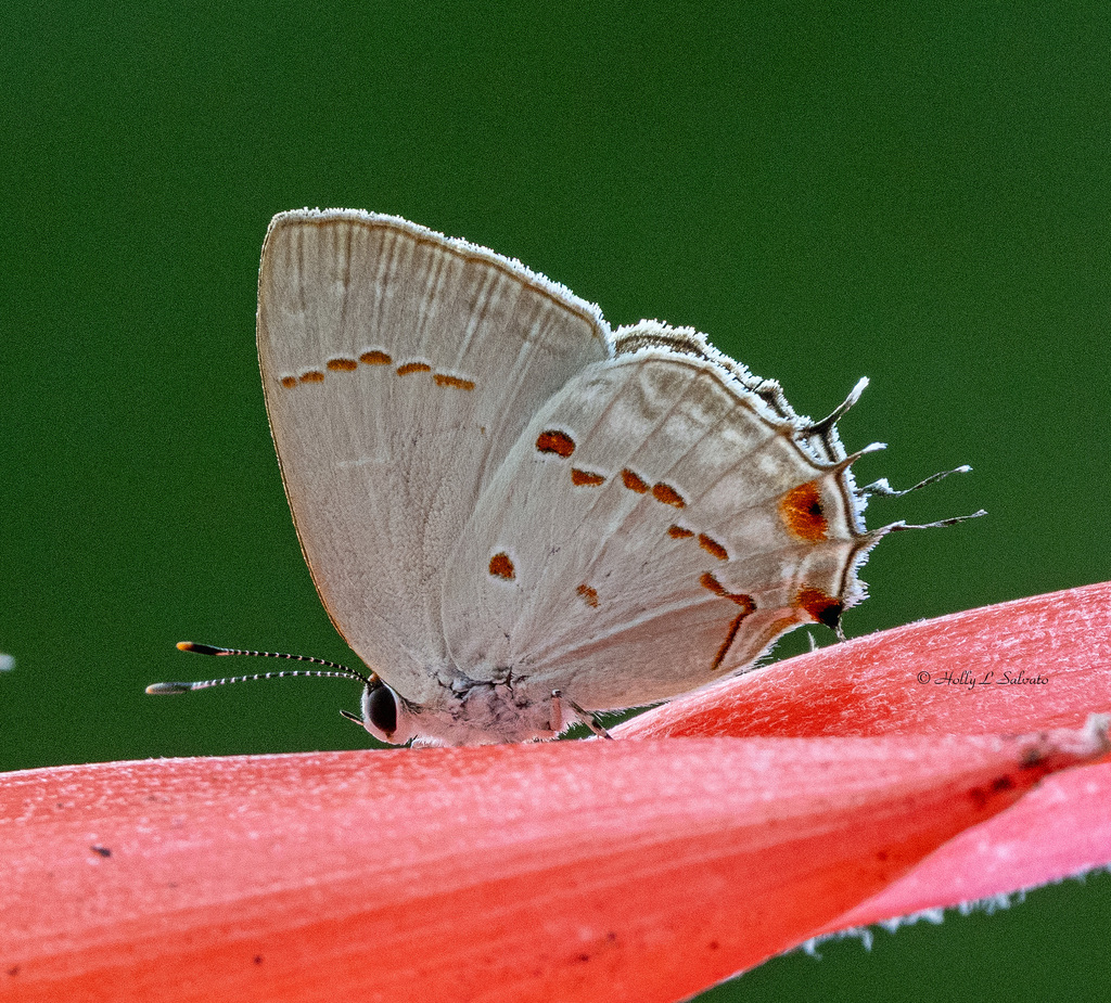 Megarus Scrub-Hairstreak from Mt. Plaisir Beach Resort, Hosang St ...