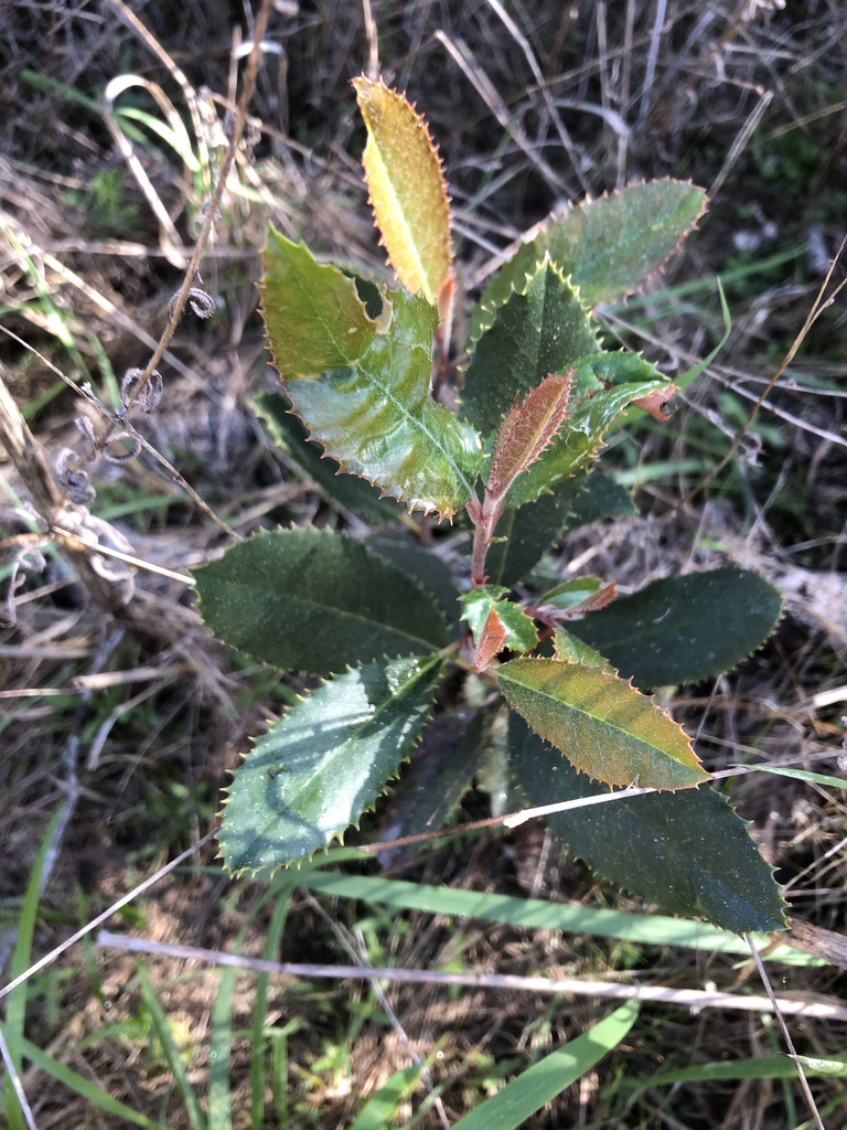 Toyon from CA-1, Stinson Beach, CA, US on February 23, 2020 at 10:39 AM ...