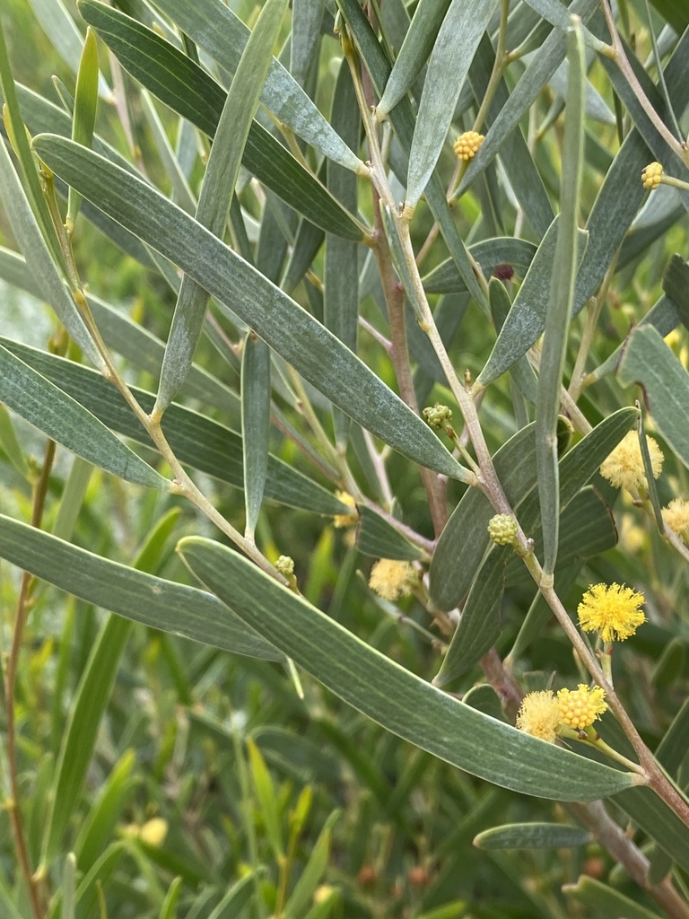 western coastal wattle from Oyster Point Dr, Stansbury, SA, AU on March ...