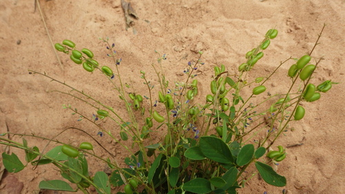 Genus Pycnospora · iNaturalist