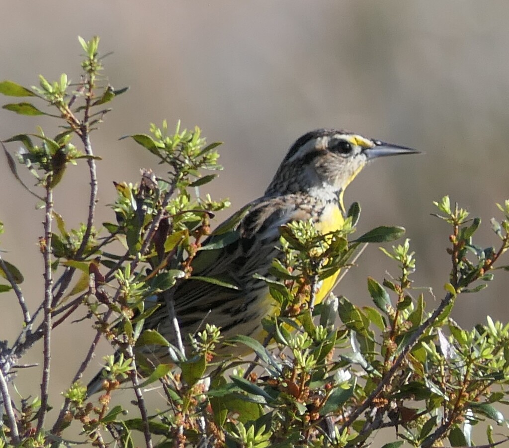 Eastern Meadowlark from DeLuca Preserve, S. Kenansville Rd., Okeechobee ...