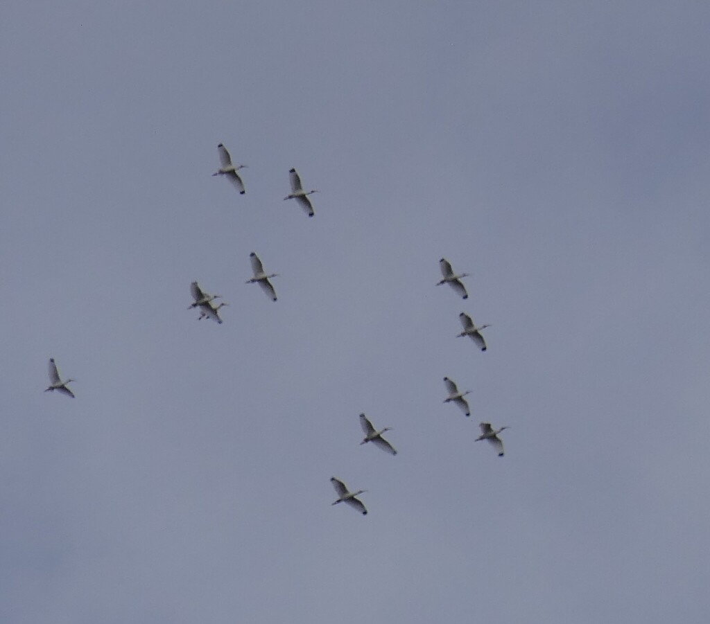 White Ibis from DeLuca Preserve, S. Kenansville Rd., Okeechobee ...