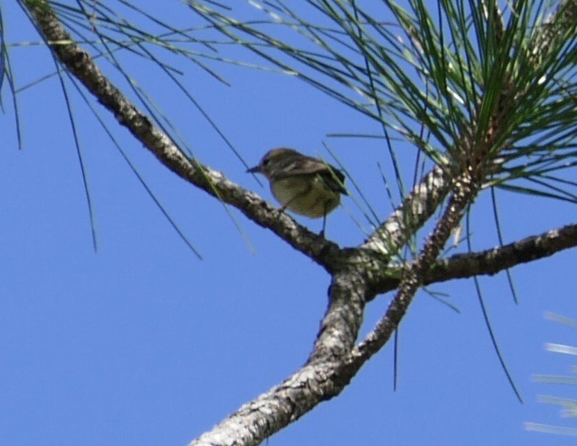 Pine Warbler from DeLuca Preserve, S. Kenansville Rd., Okeechobee ...
