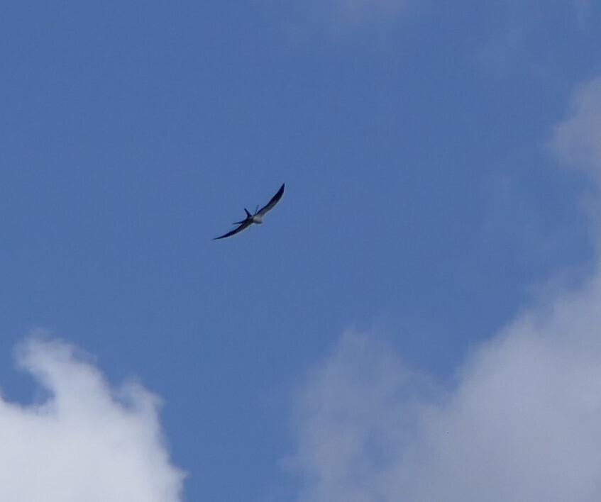 Swallow-tailed Kite from DeLuca Preserve, S. Kenansville Rd ...