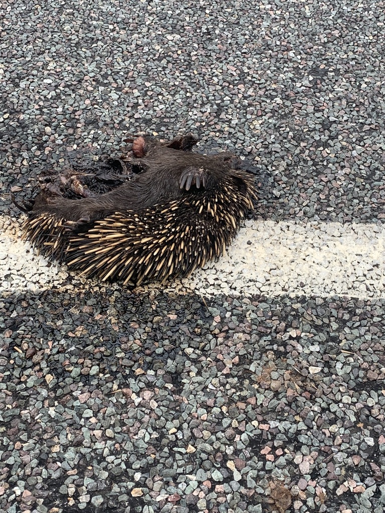 Short-beaked Echidna from Valkyrie QLD 4742, Australia on February 27 ...