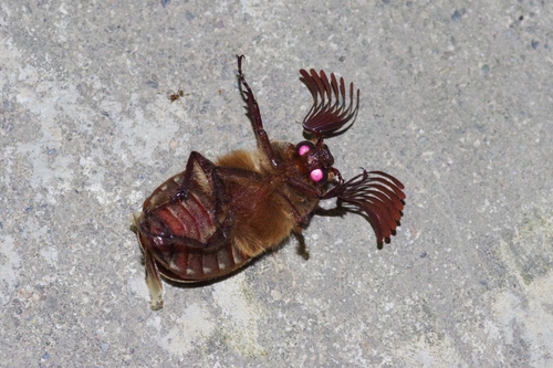 Tricholontha papagena · iNaturalist