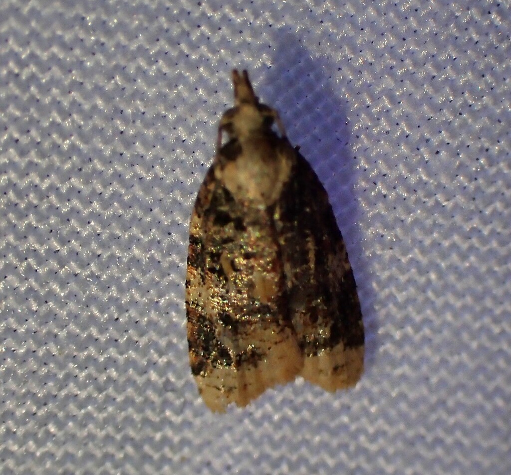 Exasperating Platynota Moth from Osceola County, FL, USA on March 6 ...