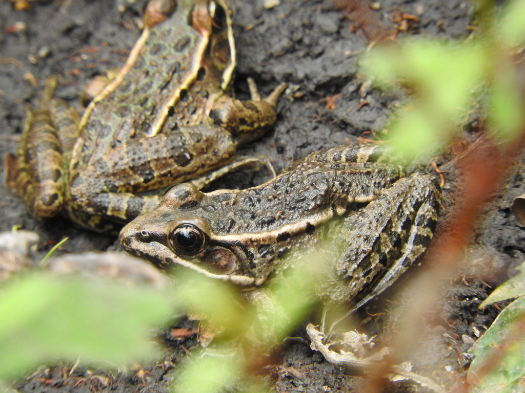 Transverse Volcanic Leopard Frog from Salamanca, Gto., México on ...