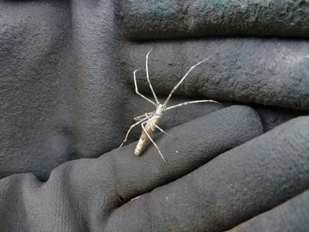Rufous Net-casting Spider from Jo Gapper Reserve, Hillbank SA ...