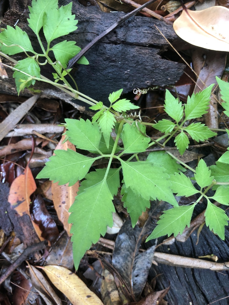 Slender Grape from Griffith University, Nathan, QLD, AU on February 24 ...