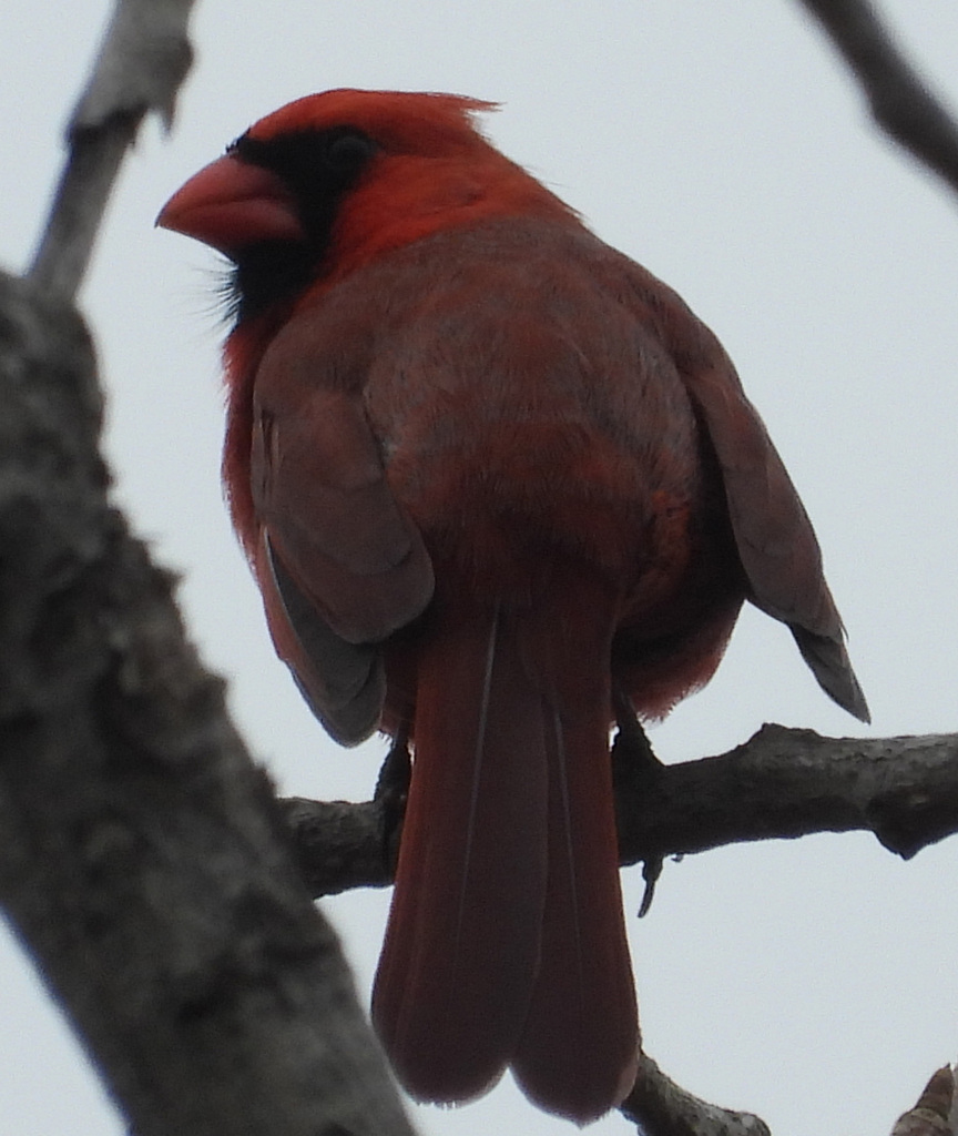 Northern Cardinal from Riderwood Village, Gracefield Road, Silver ...