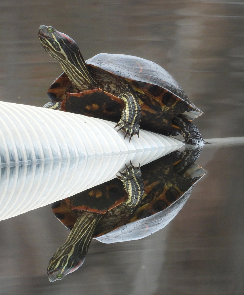 Red-eared Slider from Riderwood Village, Gracefield Road, Silver Spring ...