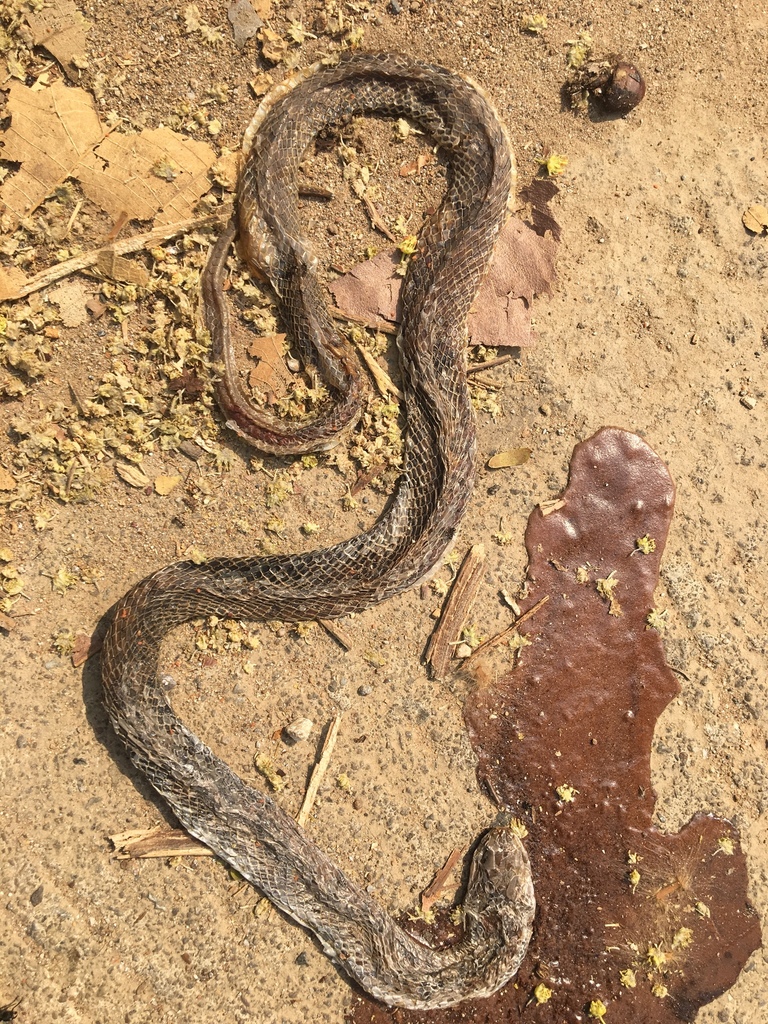 Small-banded Kukri Snake from Soi 3, Chiang Mai, Chiang Mai, TH on ...