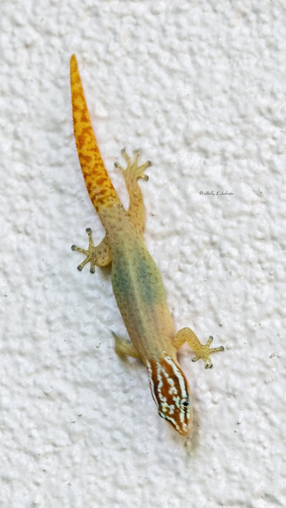 Tobago Least Gecko from Mt. Plaisir Beach Resort, Hosang St, Grande ...