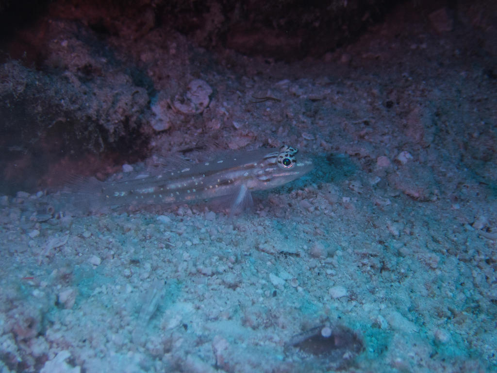Sand-canyon Goby in March 2026 by Katherine Watkinson · iNaturalist