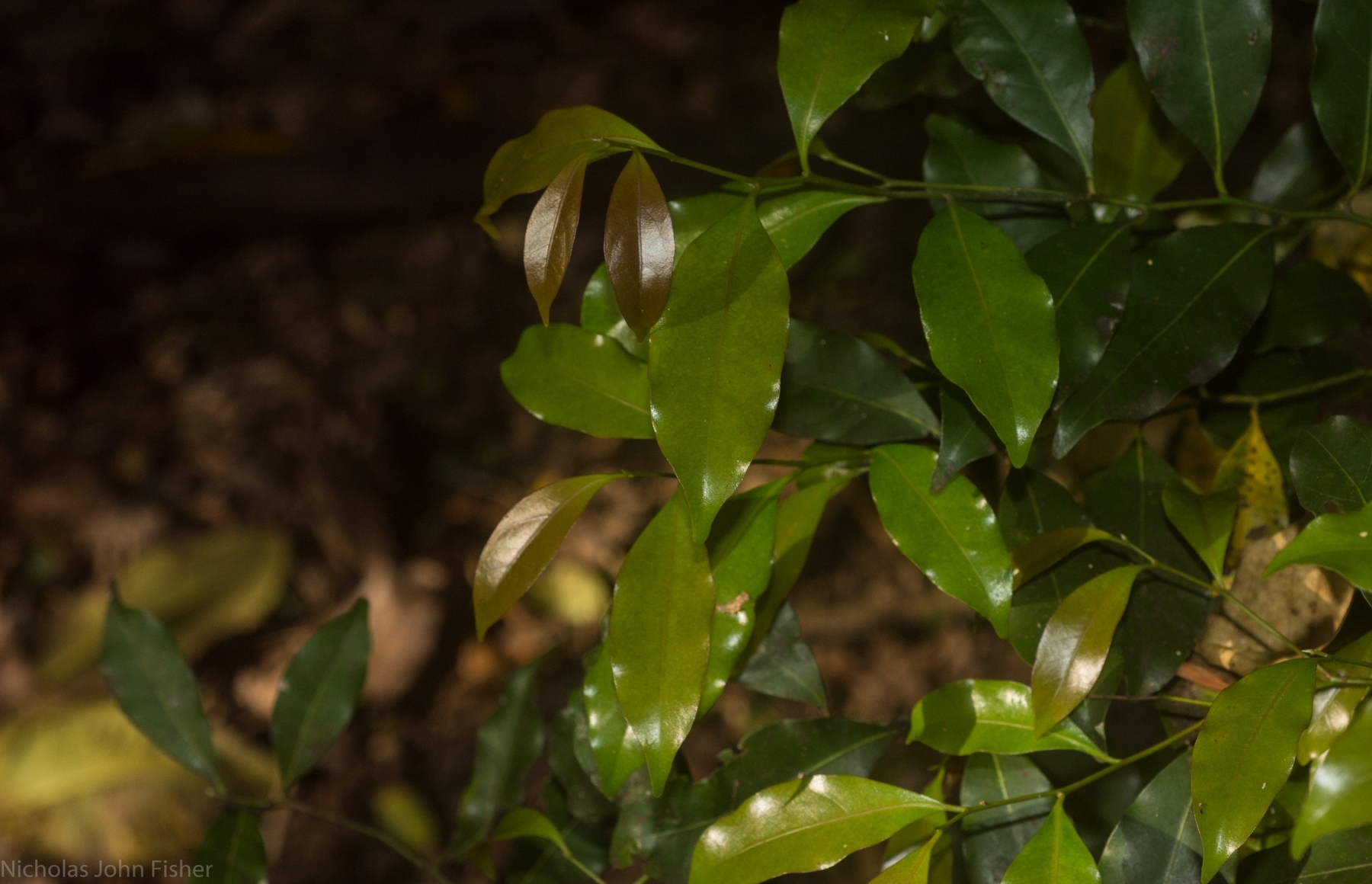 Cryptocarya bidwillii Meisn.