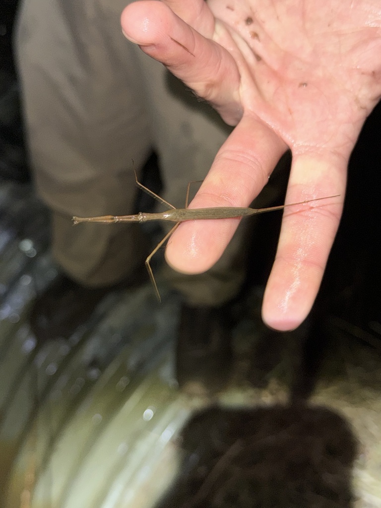 Ranatra in March 2026 by Henry Dennison · iNaturalist