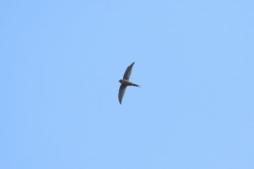 Madagascar Palm-Swift (Subspecies Cypsiurus parvus gracilis) · iNaturalist