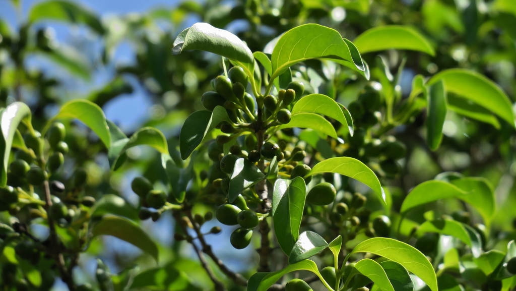 Turkeyberry (Plants of Rhodes Nyanga) · iNaturalist